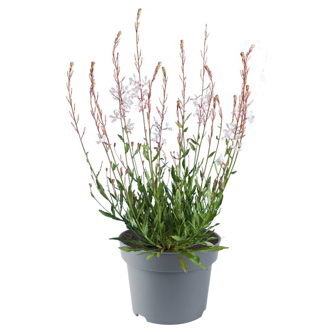Stauden Gaura Ellura
