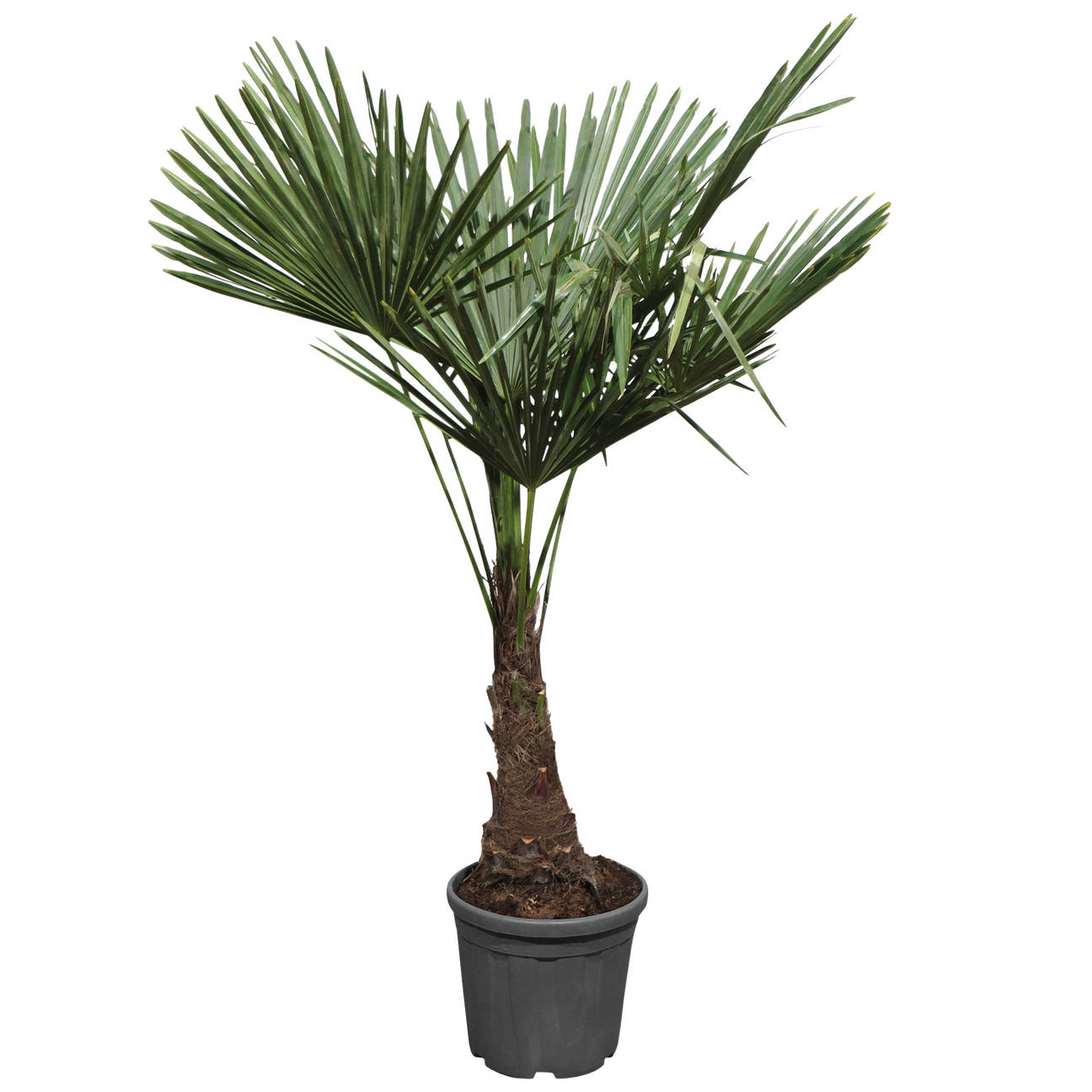 Outdoor Palmenmix/Strelitzie, Chamaerops Humilis| ALDI SUISSE